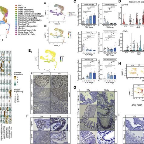 Cataloguing In Utero Epithelial Maturation And Crypt Development A