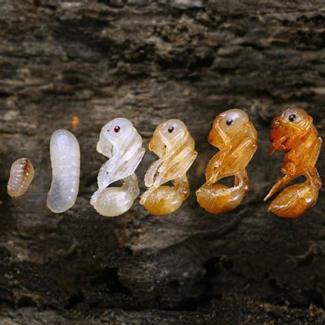 Les Fourmis Un Monde Fascinant à Découvrir Lesminis