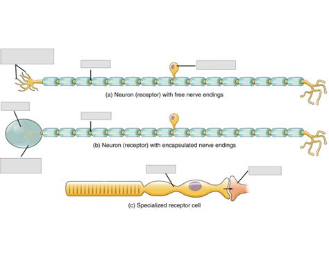 Receptor Classification By Cell Type Quiz