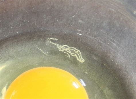 Threadworm Eggs A Worm In My Egg Photos Backyard Chickens Learn