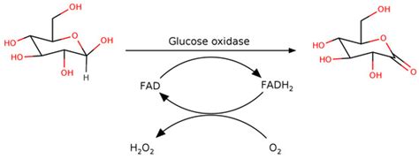 Glucose Oxidase An Enzyme “ferrari” Its Structure Function