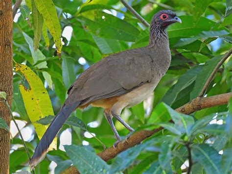 Michoacan State Bird