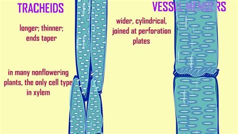 Tracheids In Ferns