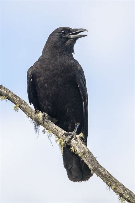 Crow Portrait Artofit