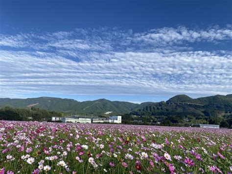 2023 10 5 コスモス情報～5分咲き～ えびの工場｜コカ･コーラ ボトラーズジャパン株式会社