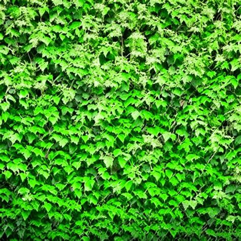 Premium Photo Green Plant Tree Wall Background Texture