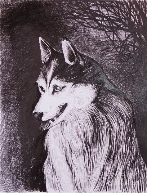 Akela Drawing By Anna Duyunova Fine Art America