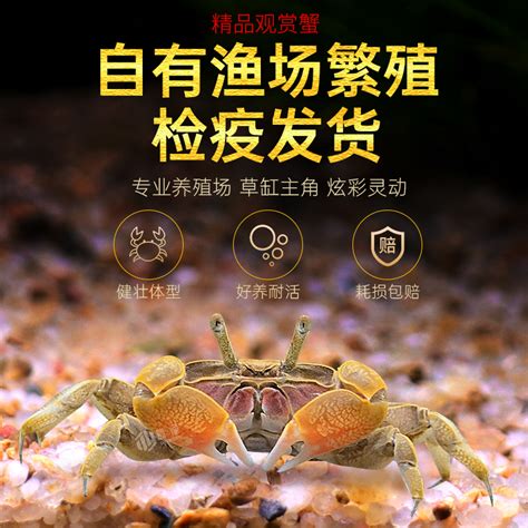 迷你蟹辣椒蟹：你的新宠，鱼缸里的小勇士！ 蟹 淘宝好物网