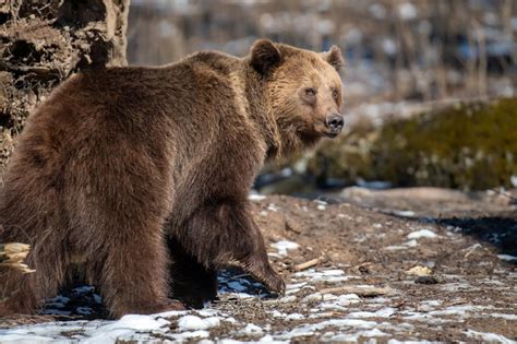 Premium Photo Brown Bear In The Forest Up Close Wildlife Scene From