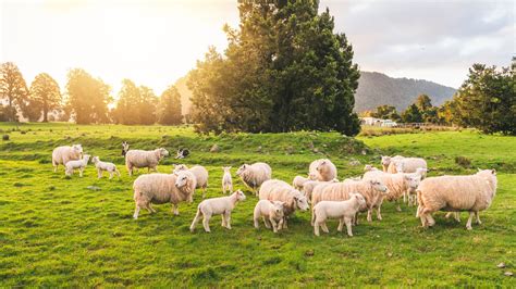 Primary Sector Growth Plan National Party