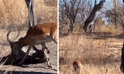 వైరల్ జింకపై అటాక్ చేసిన చిరుత ఒళ్ళు గగుర్పొడిచే సీన్