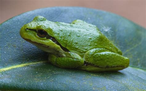 Nwflora Pacific Tree Frog Hyla Regilla