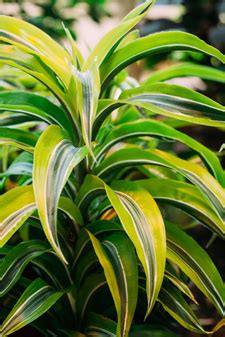 Dracaena Warneckii Plant Care House Plants