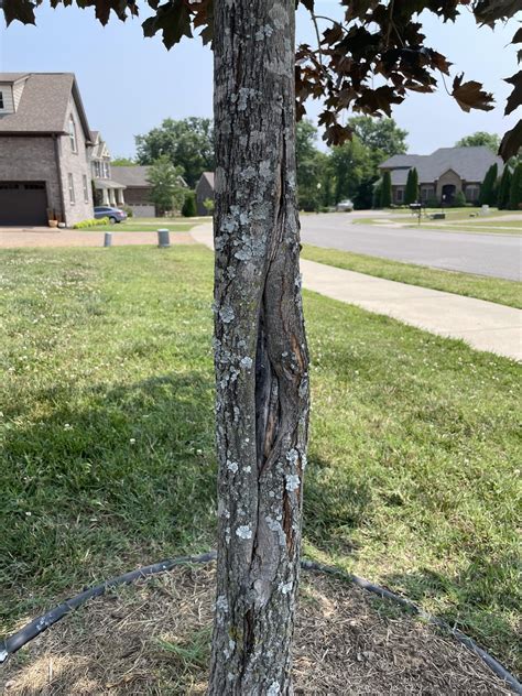 Diseased Maple Rarborists