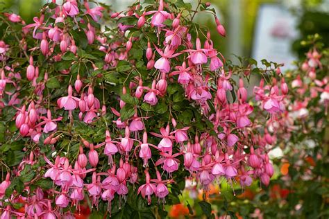 Fucsia Las Flores Rosado Jardín Flores Fucsias Arbusto Color Rosa