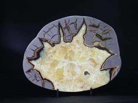 Cut And Polished Septarian Nodule Slice 725 Inches Ochre Decor