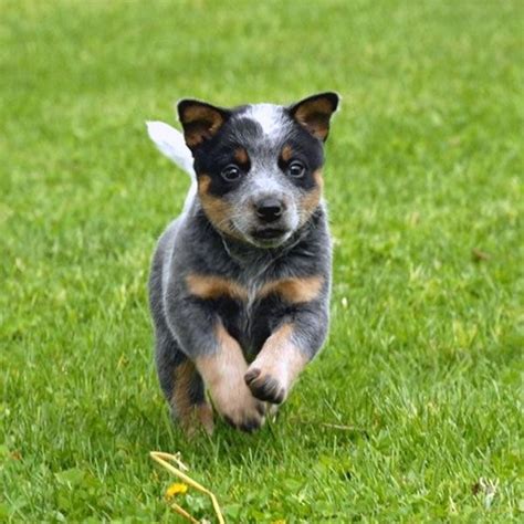 How To Train A Blue Heeler Puppy Your Step By Step Guide
