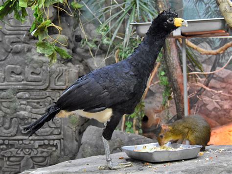 Crax Alector Black Curassow In Moscow Zoo