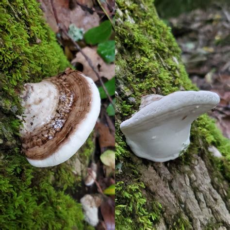 Northern Virginia Is This A Reishi Or Other Ganoderma Species Im Not Too Well Versed On My