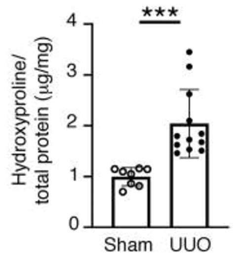 Hydroxyproline Assay Kit For Collagen Ab222941k226 Abcam
