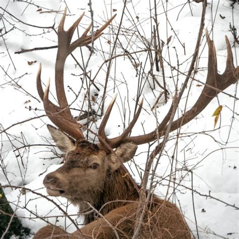 Sandro Pollinger Youtube