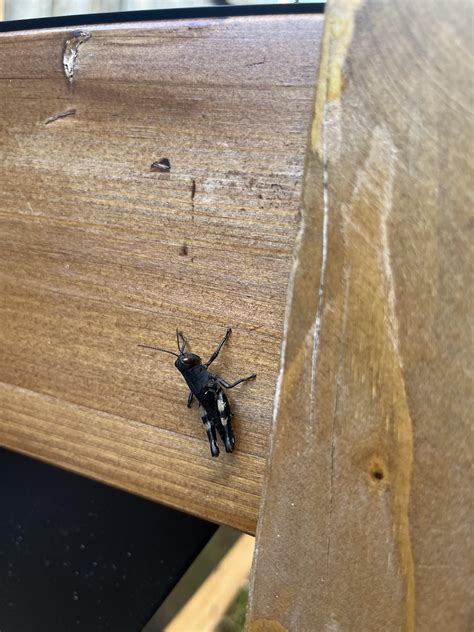 Stealth Grasshopper Rmildlyinteresting