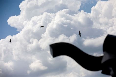 Na Slovensko Priletela Prvá Lastovička Sita Sk