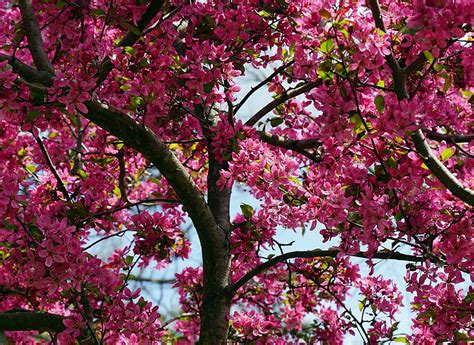 Arbol De Flores De Primavera
