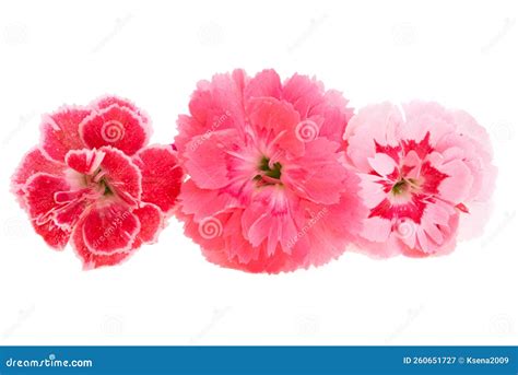 Small Carnation Isolated Stock Image Image Of Background 260651727