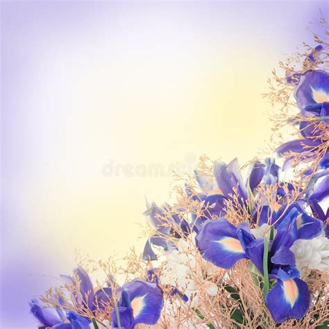 Ouquet Der Blauen Iris Und Des Weiß Stockfoto Bild Von Pflanzen