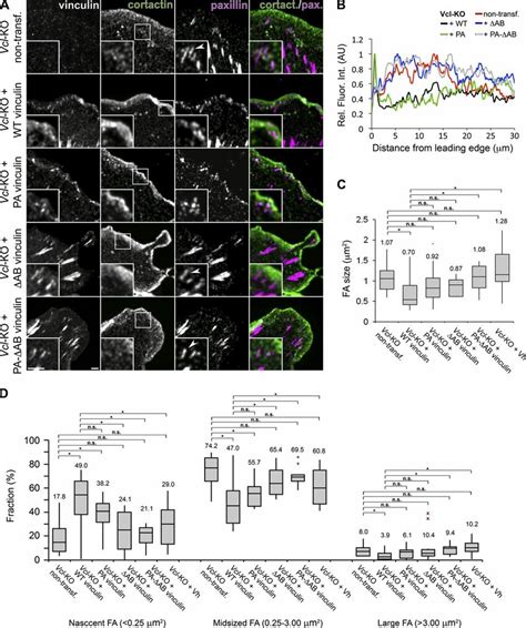 Vinculin Activation And F Actin Binding Are Required For Promoting Download Scientific Diagram