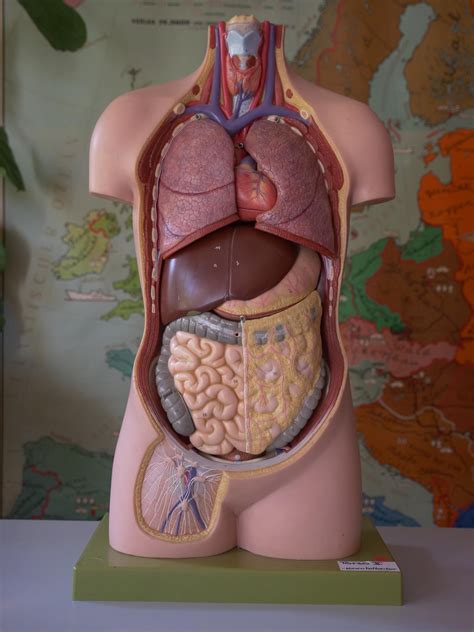 Vintage Human Torso Somso Educational Model Etsy