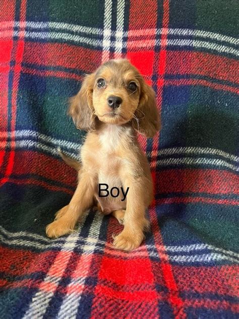 Cocker Spaniel Puppies For Sale From Private Sellers Under £665 Cocker Spaniel Owners