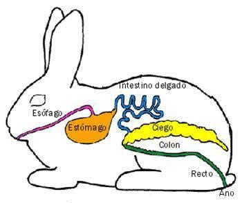 Como Es La Circulación Del Conejo Brainly Lat