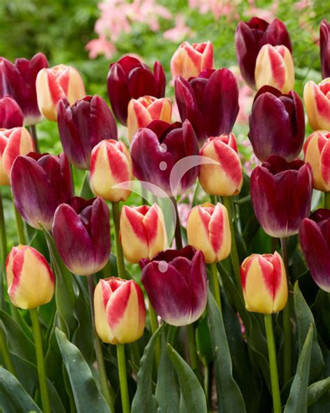 Candy Corner® Qj Vink And Zonen Bv