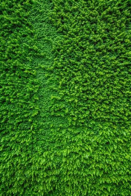 Green Grass Wall Texture Images Free Download On Freepik