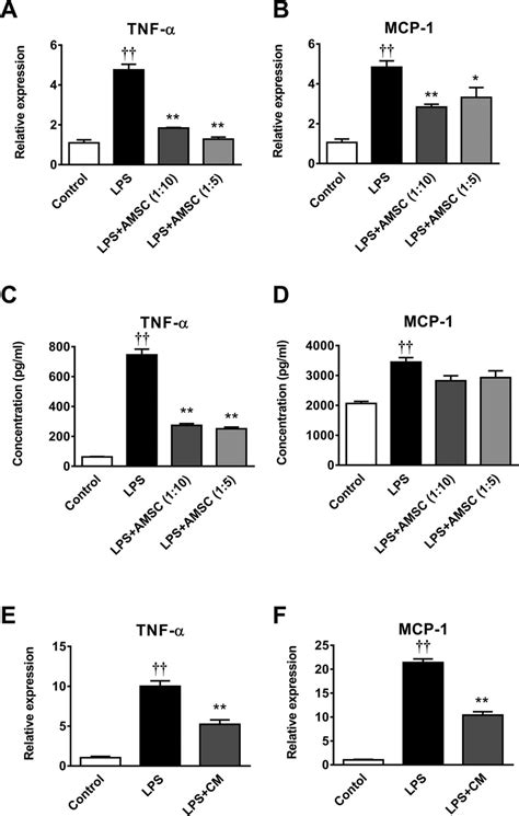Effect Of Human Amnion Derived Mesenchymal Stem Cell Amsc Coculture