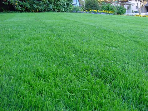 Lawn And Turf Services Melbourne Instant Grass Lawns Installation