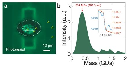 The Detection Of 100 Nm Fluorescent Polystyrene Nanoparticles By Nems Download Scientific