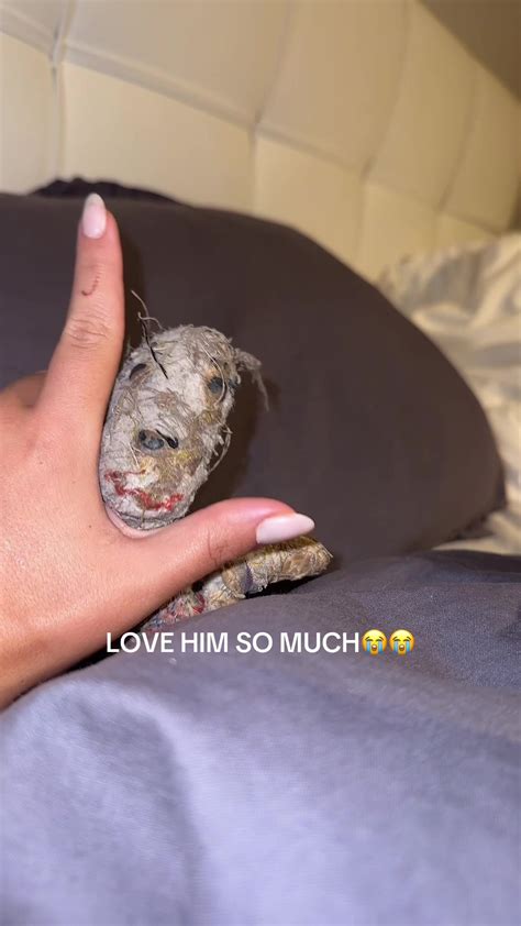 Love Love Teddy Lisforthewayyoulookatme Trend Comedy Ted Teddy Tiktok