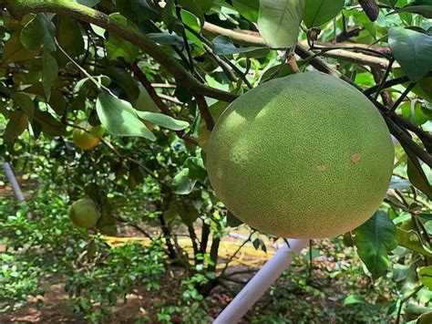 Pomelo The Giant Citrus Fruit — Young Pioneer Tours