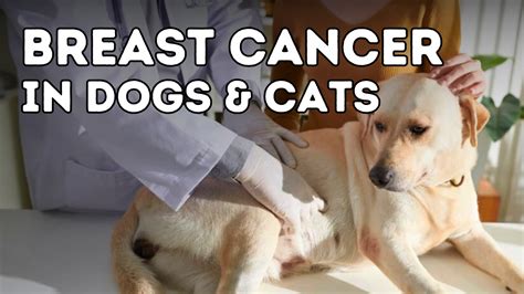 Breast Cancer In Dogs And Cats Holistic Options Veterinary Secrets