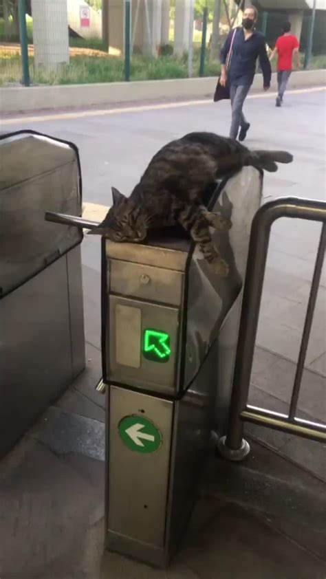 Kitty Toll R Eyebleach