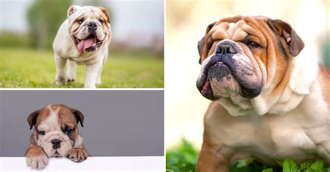 10 Dog Breeds That Weigh Around 40 Lbs 181 Kg
