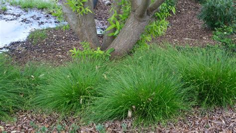 Radiata Radiating Juniper Level Botanic Garden