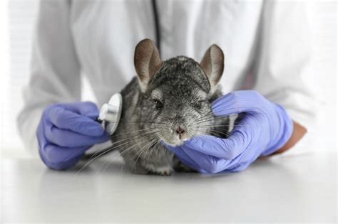 7 Common Chinchilla Diseases Illnesses And Health Problems Vet Answer
