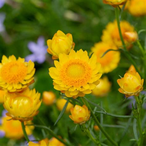 Australian Native Paper Daisies The Botanical Planet