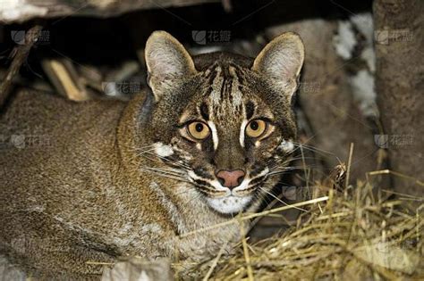 亚洲金猫或泰敏猫，泰敏猫，成年