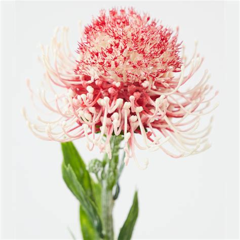 Protea Spray Pink 60cm Christmas Complete
