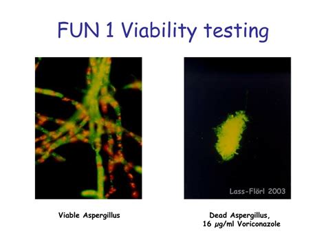 Ppt Status Of Susceptibility Testing In Aspergillus Powerpoint Presentation Id 702665